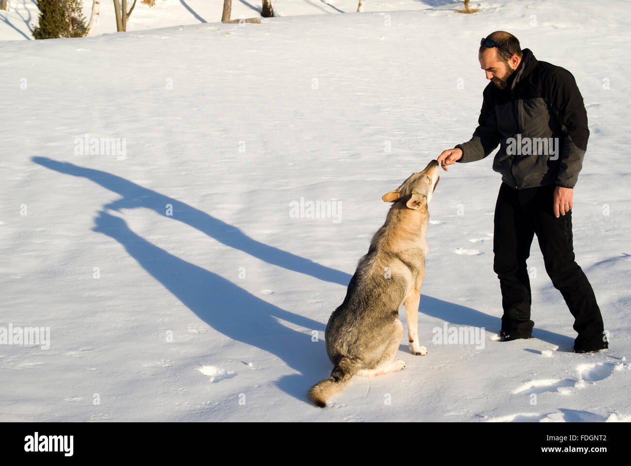 Czechoslovakian wolf dog being trained Stock Photo - Alamy