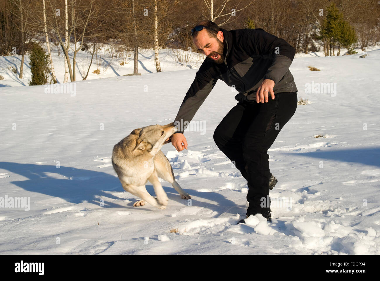 Wolf Attack Human