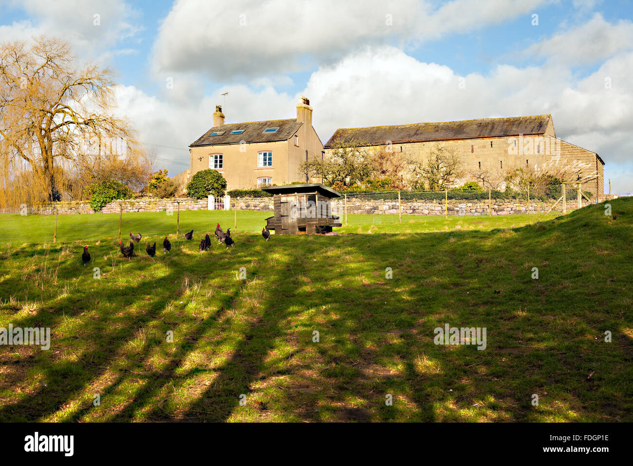 Farm house with free range chickens Stock Photo - Alamy