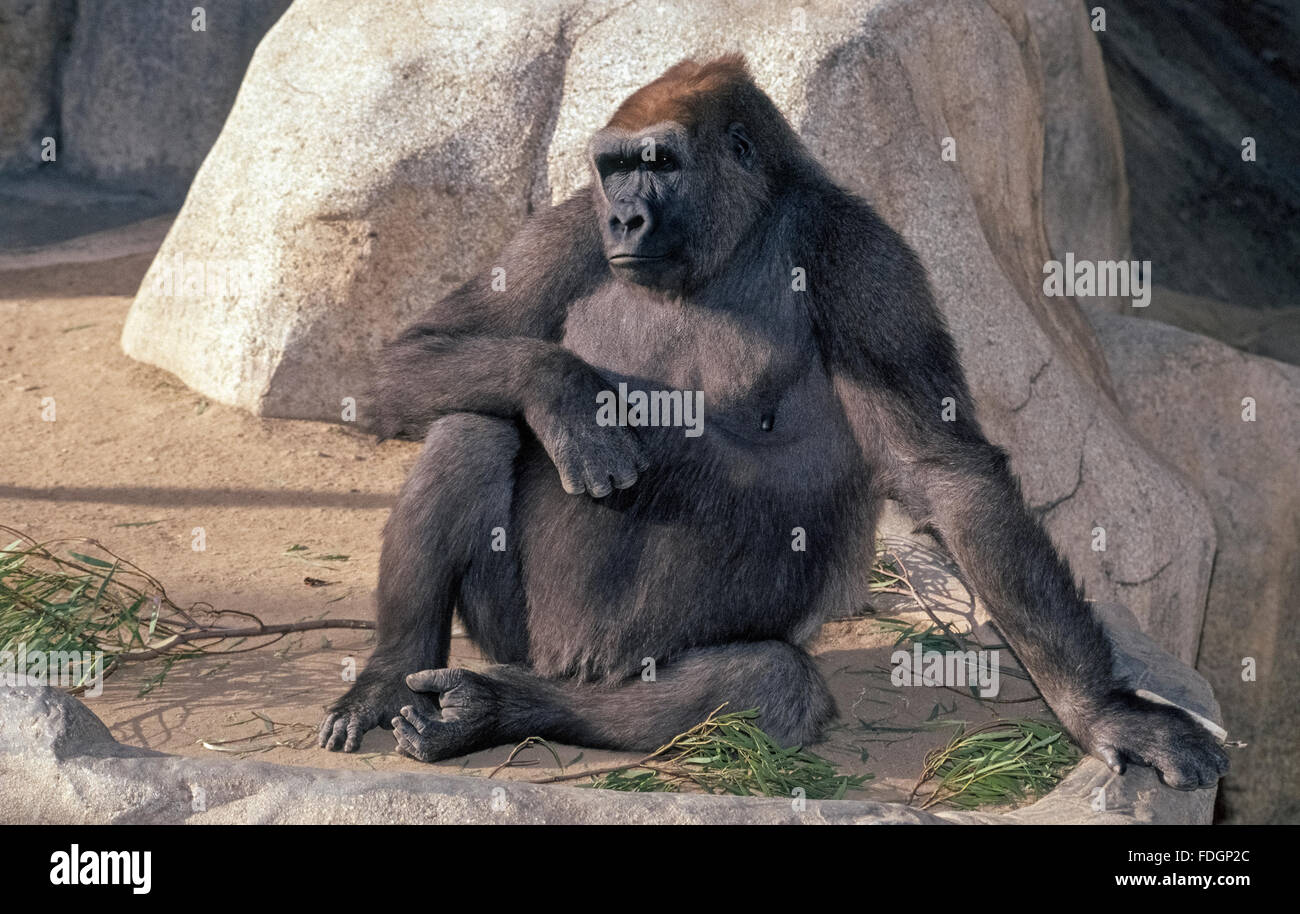 African animals list High Resolution Stock Photography and Images - Alamy