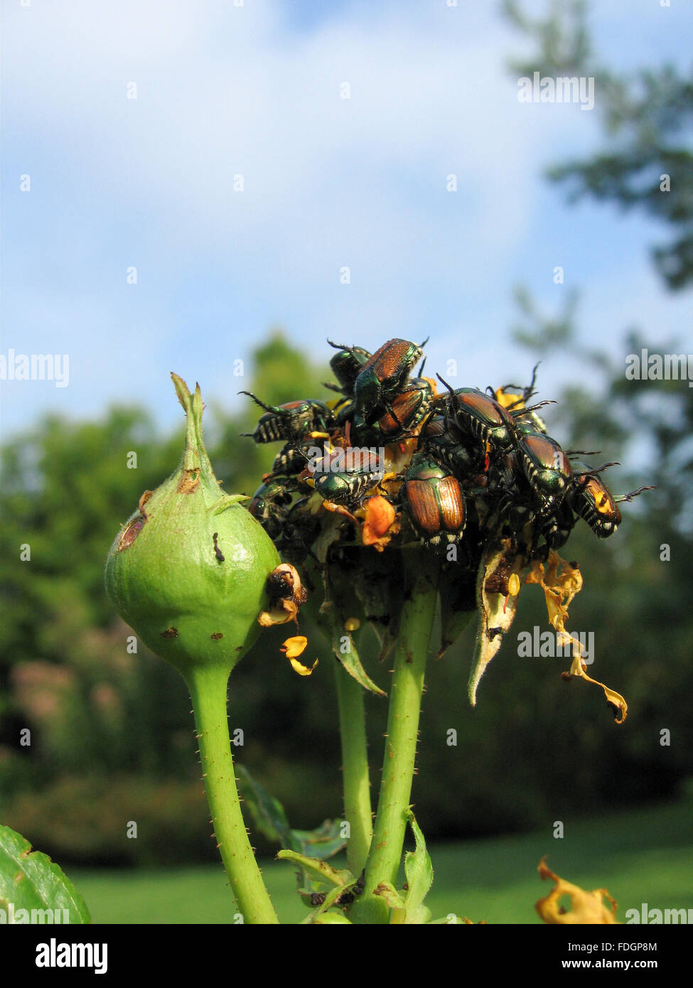 Bug eating rose hi-res stock photography and images - Alamy