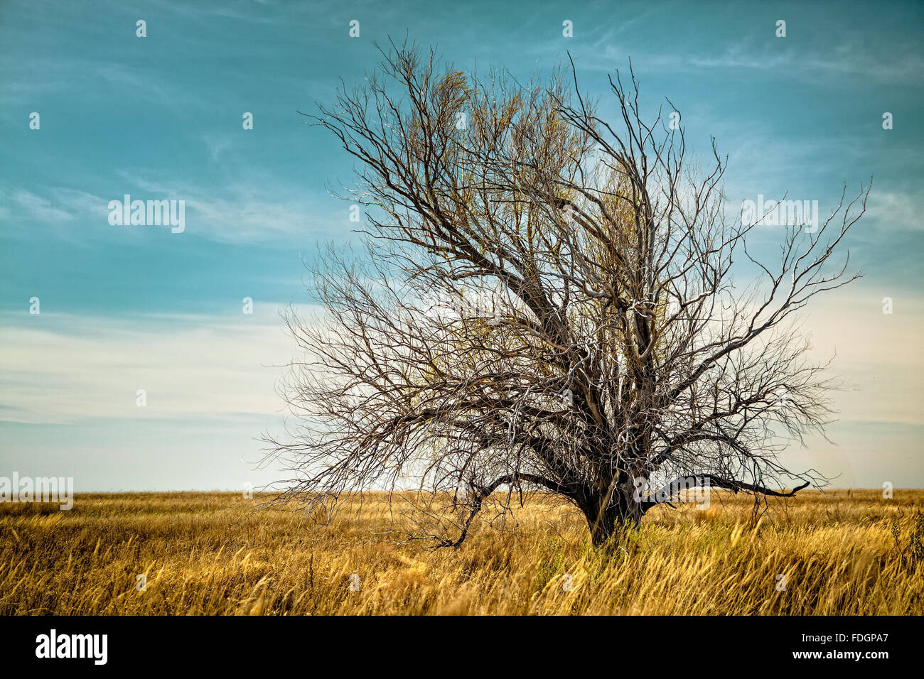 Dead tree in steppe hi-res stock photography and images - Alamy