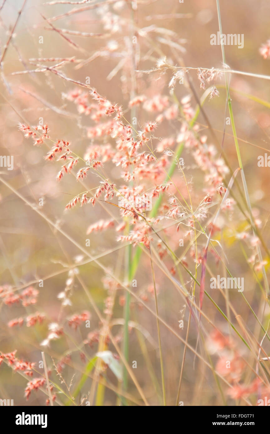 Grasses with pink flowers under sunset Stock Photo - Alamy