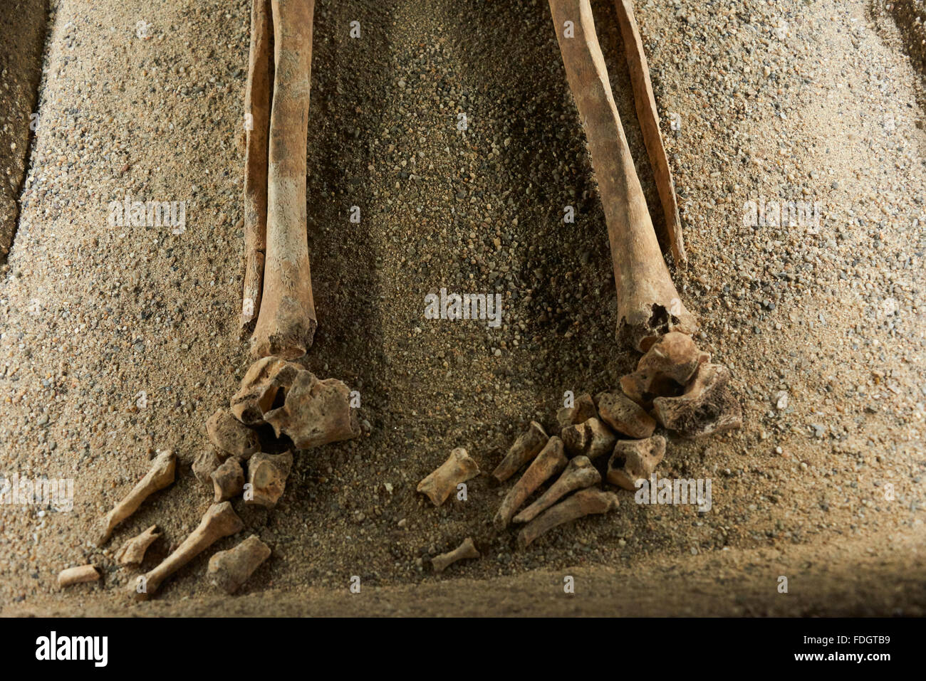 Old human skeleton exhumed from hi-res stock photography and images - Alamy