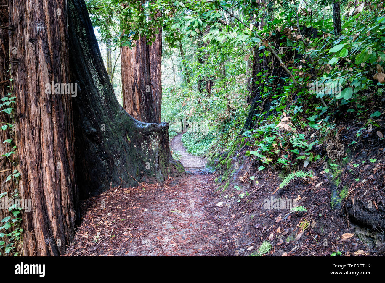 Lush forest hike hi-res stock photography and images - Alamy