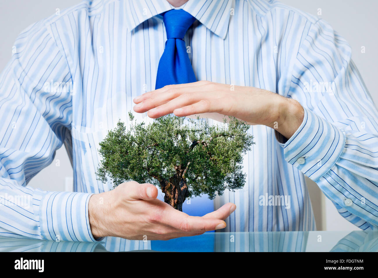 Businessman hands holding with care green tree concept Stock Photo - Alamy