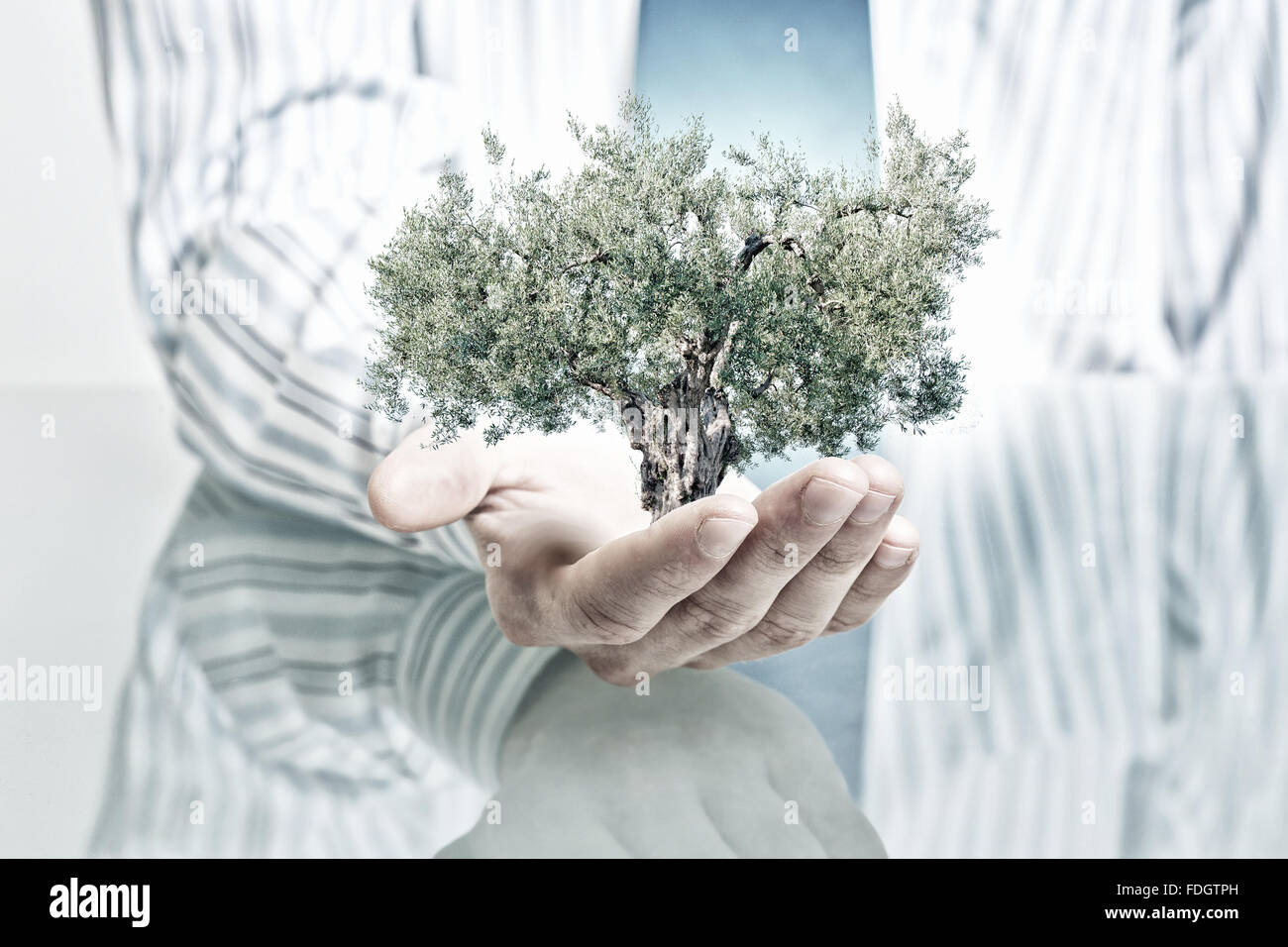 Businessman hands holding with care green tree concept Stock Photo - Alamy