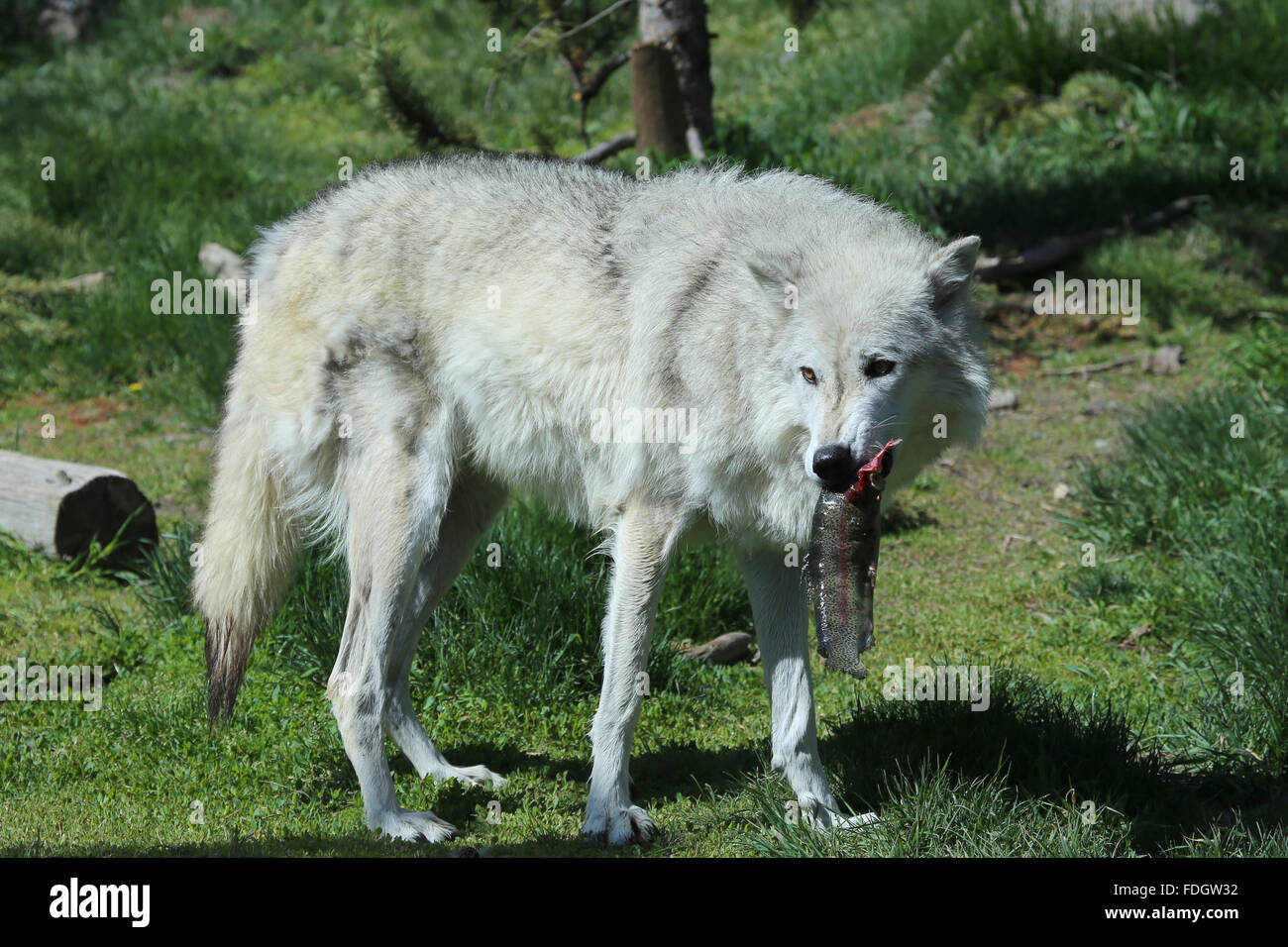 Grey wolf eating fish hi-res stock photography and images - Alamy