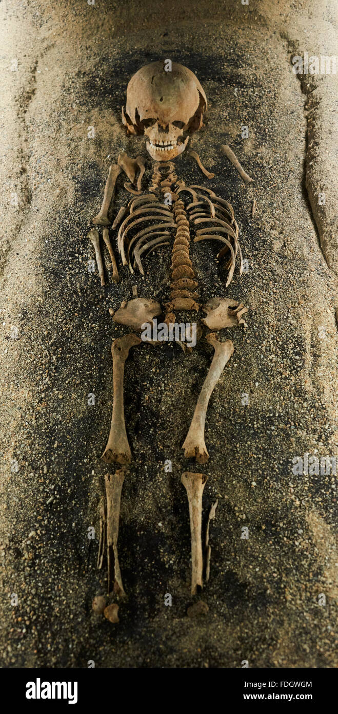 Human scull bones hi-res stock photography and images - Alamy