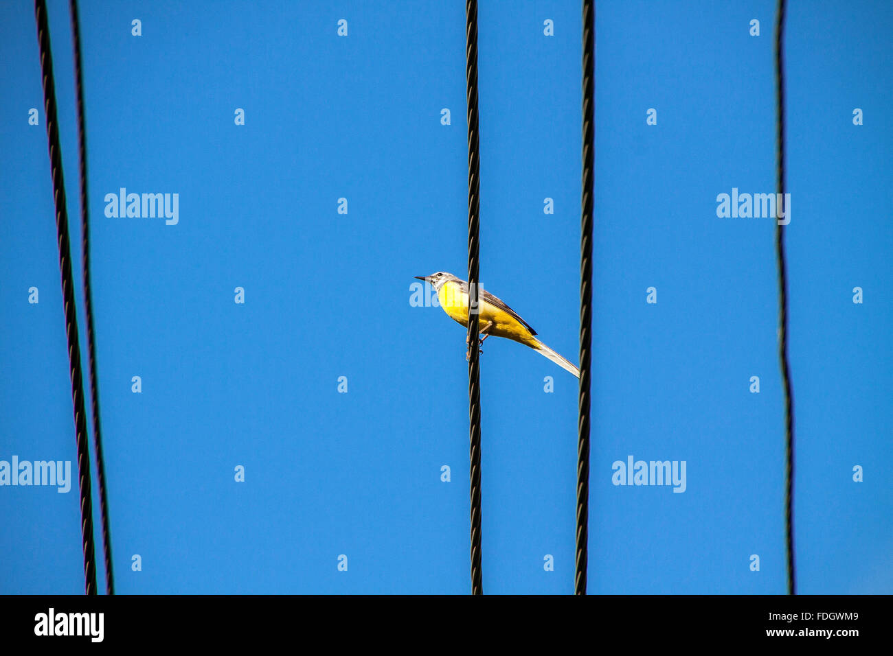 Cable bird hi-res stock photography and images - Alamy