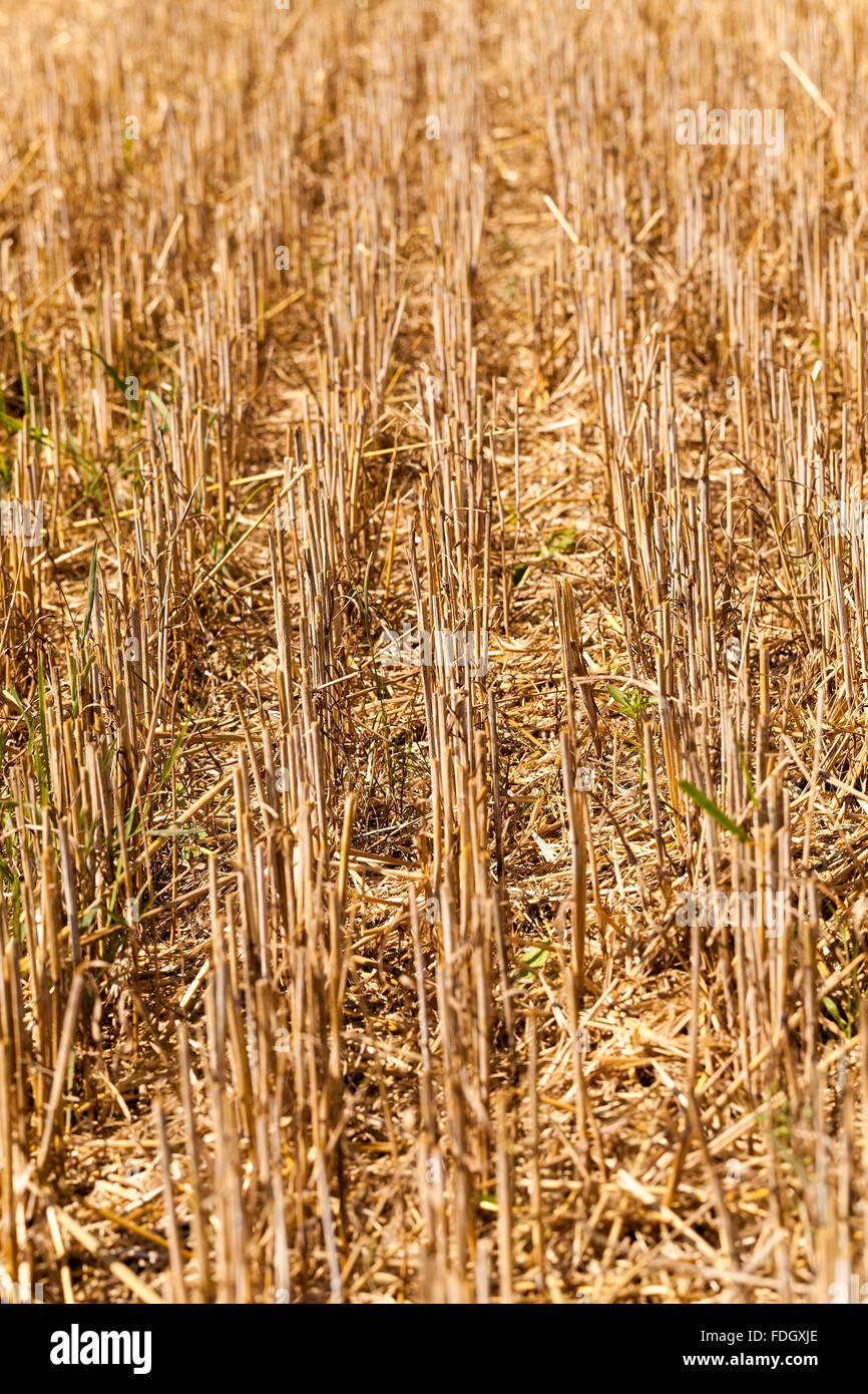 field with straw Stock Photo - Alamy