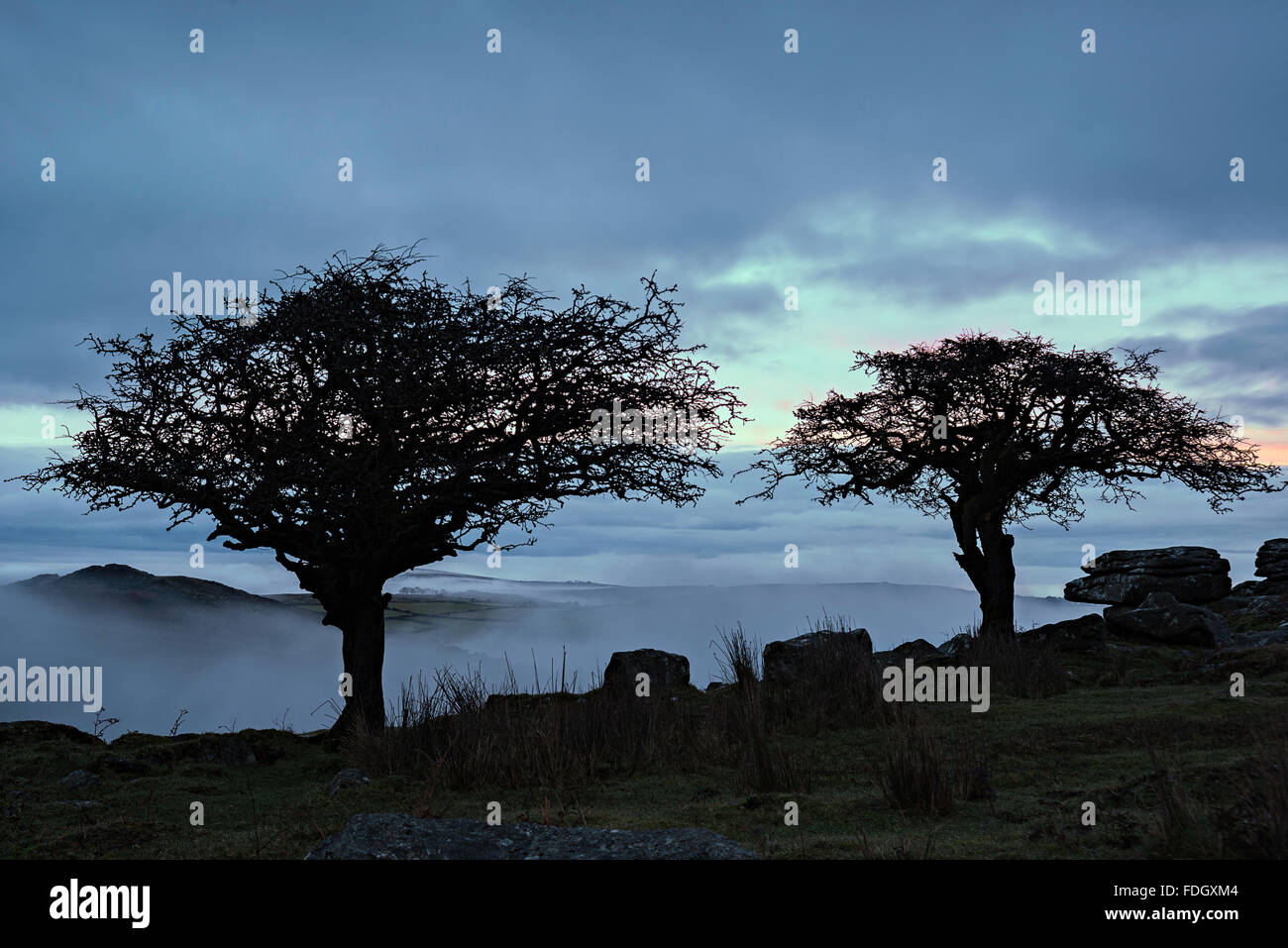 Hawthorn Trees at Combestone Tor on Dartmoor showing the mist in The ...