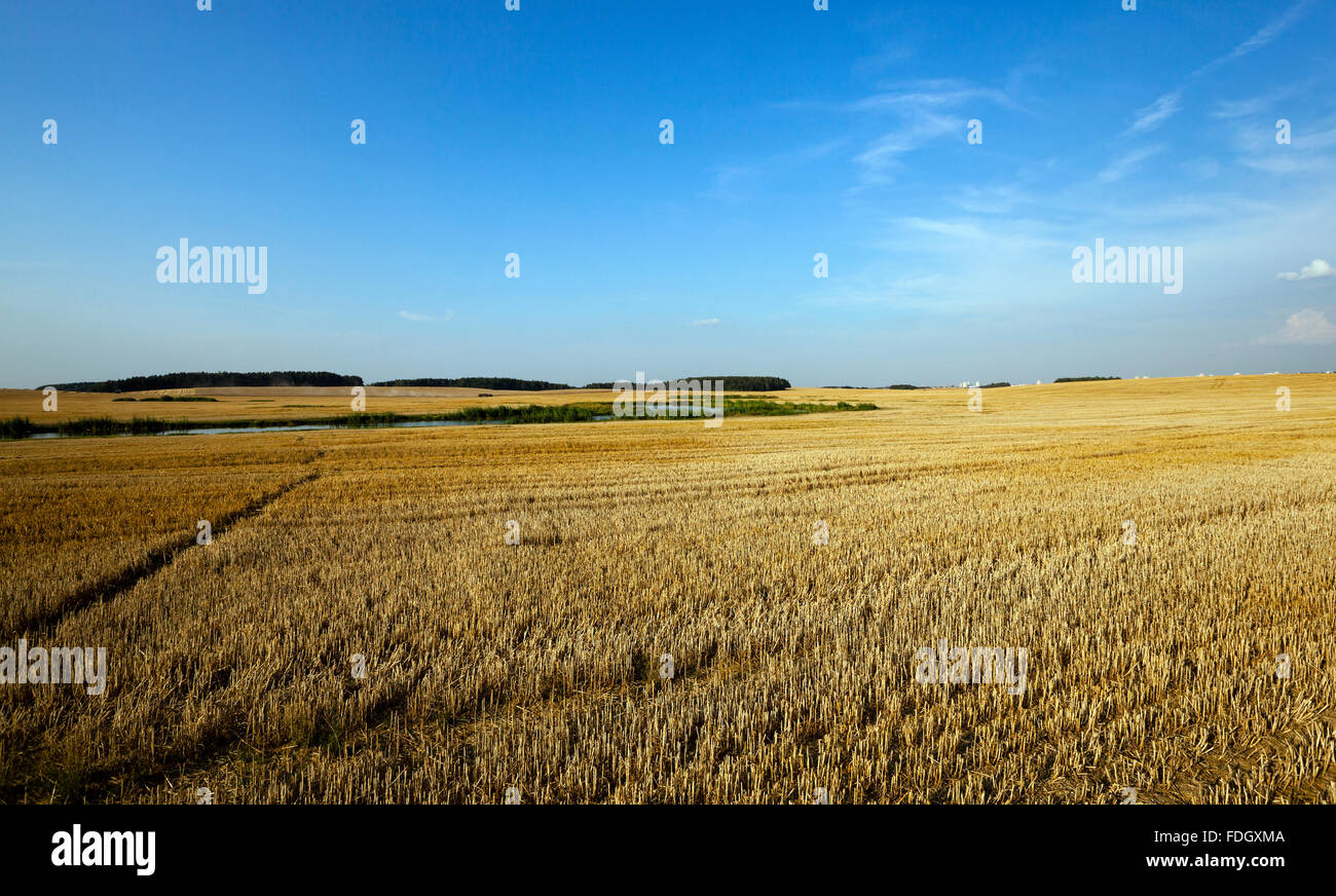 path in the agricultural field Stock Photo - Alamy