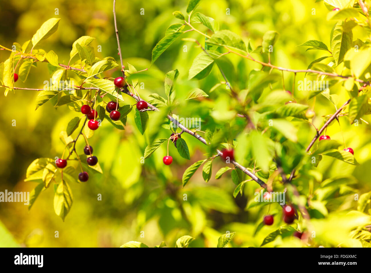 Cherries hanging on cherry tree branch in garden outdoor Stock Photo ...
