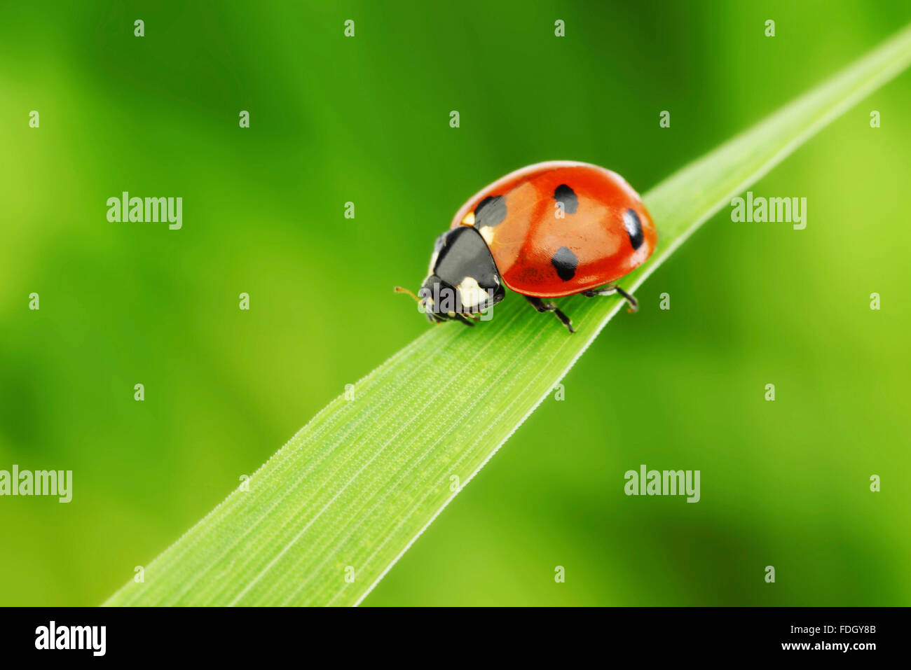 ladybug on grass green on background Stock Photo - Alamy