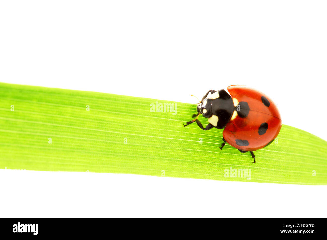 ladybug on green grass isolated white background Stock Photo - Alamy