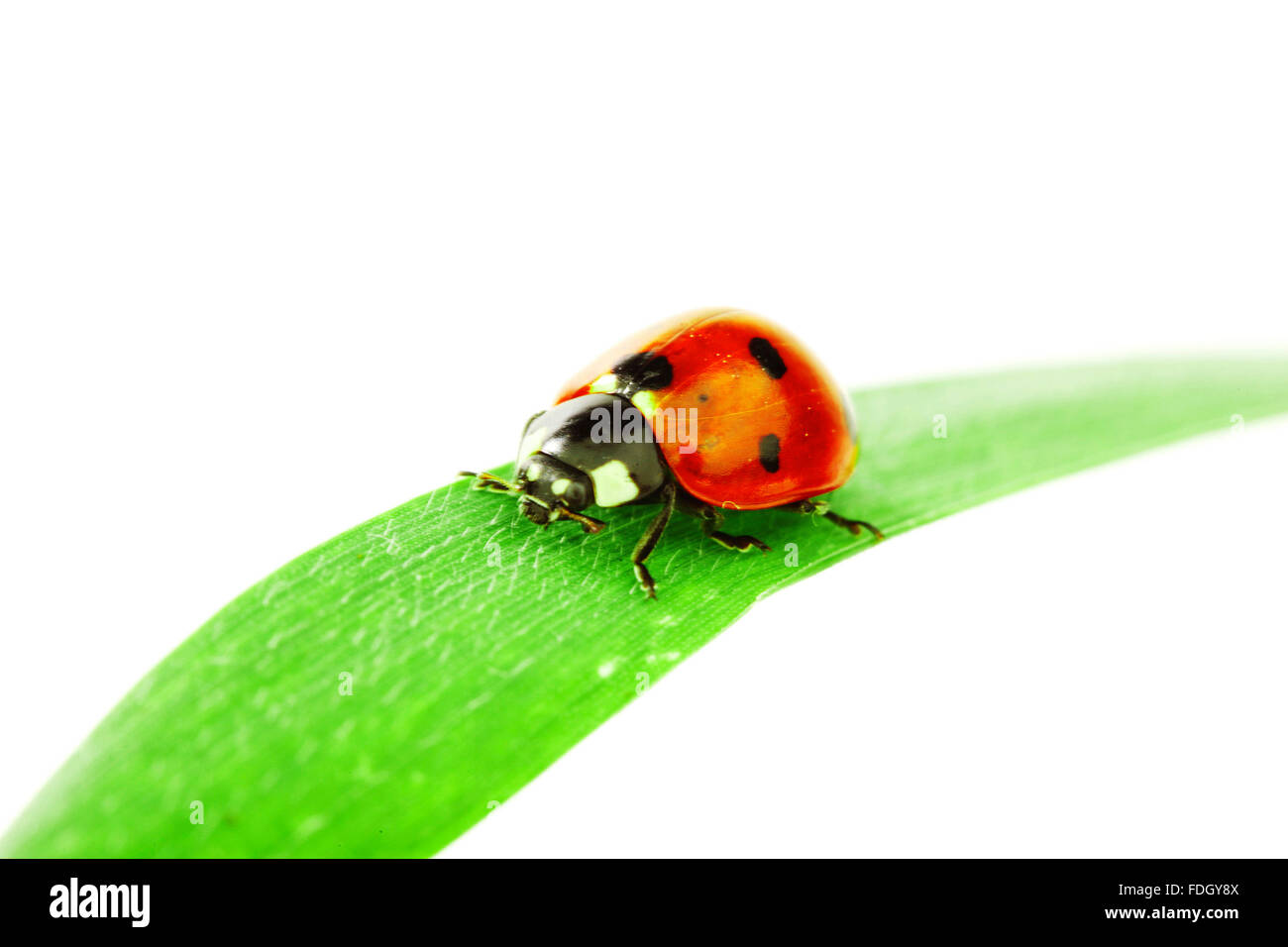 ladybug on grass isolated on white background Stock Photo - Alamy
