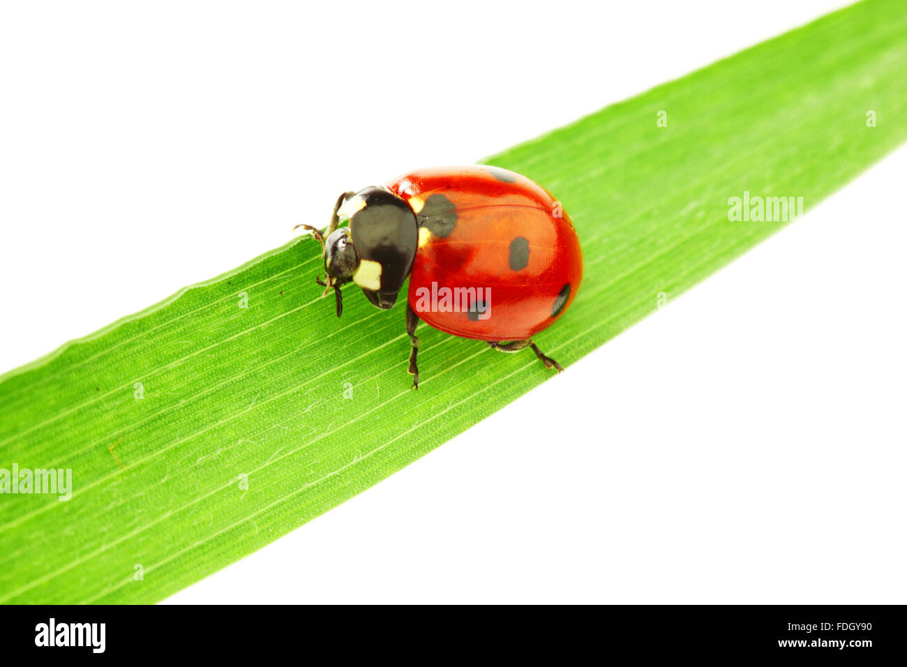 ladybug on green grass isolated white background Stock Photo - Alamy