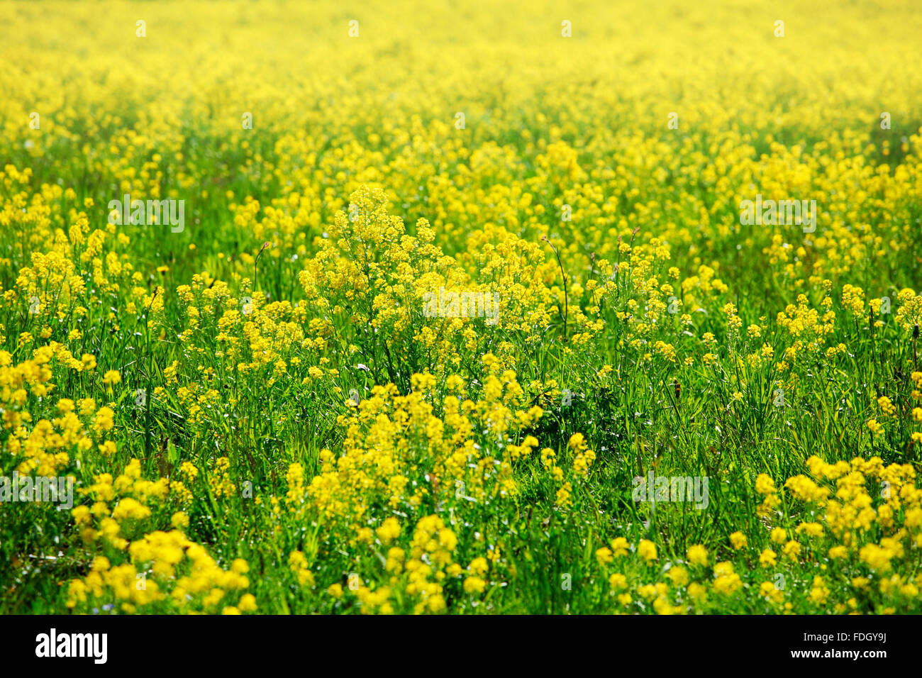 green grass field nature landscape Stock Photo - Alamy