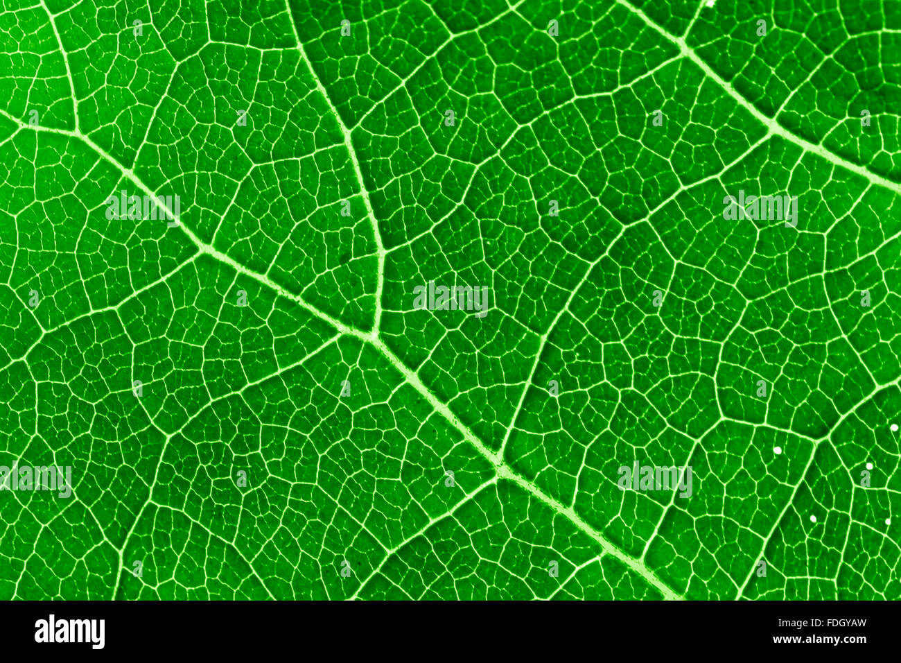 green leaf structure macro close up Stock Photo - Alamy