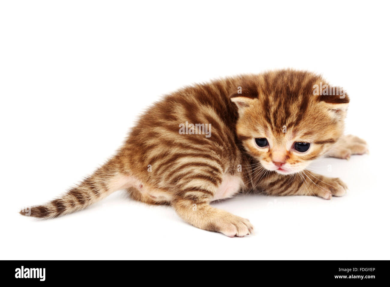 cat isolated on white background Stock Photo - Alamy