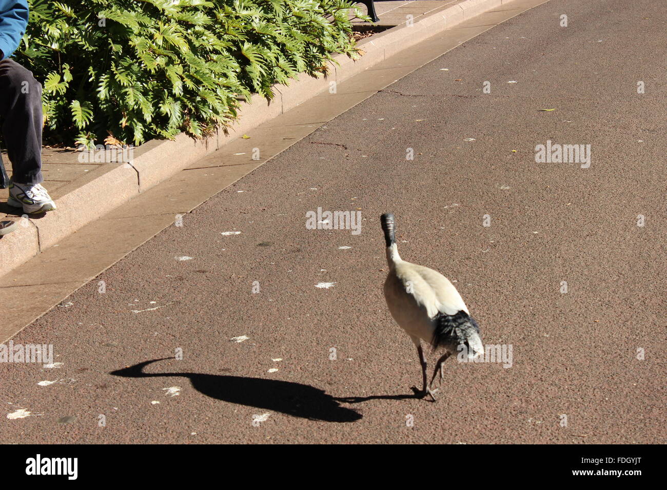 Australian white ibis hi-res stock photography and images - Alamy