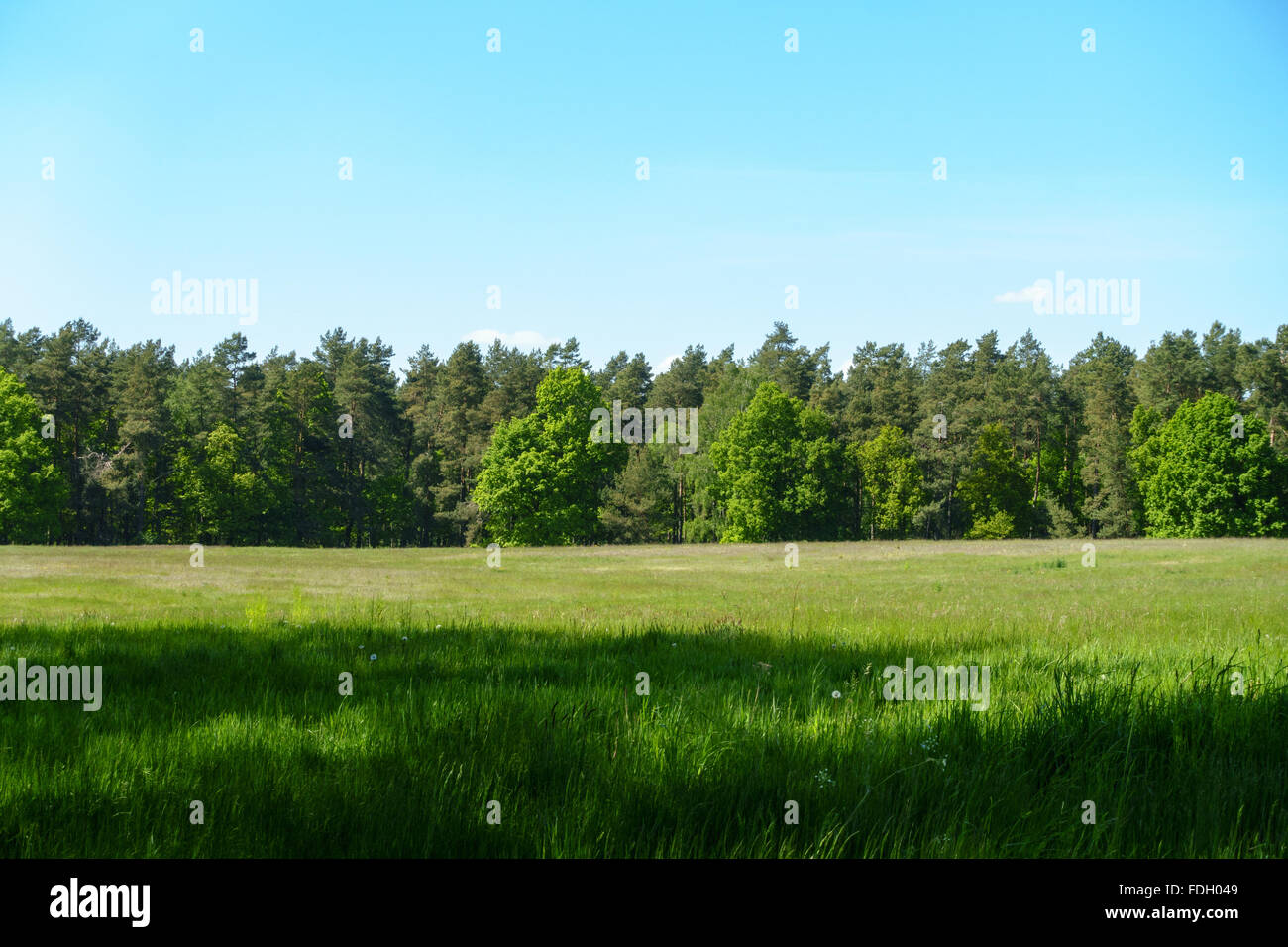 Treeline behind summer field hi-res stock photography and images - Alamy