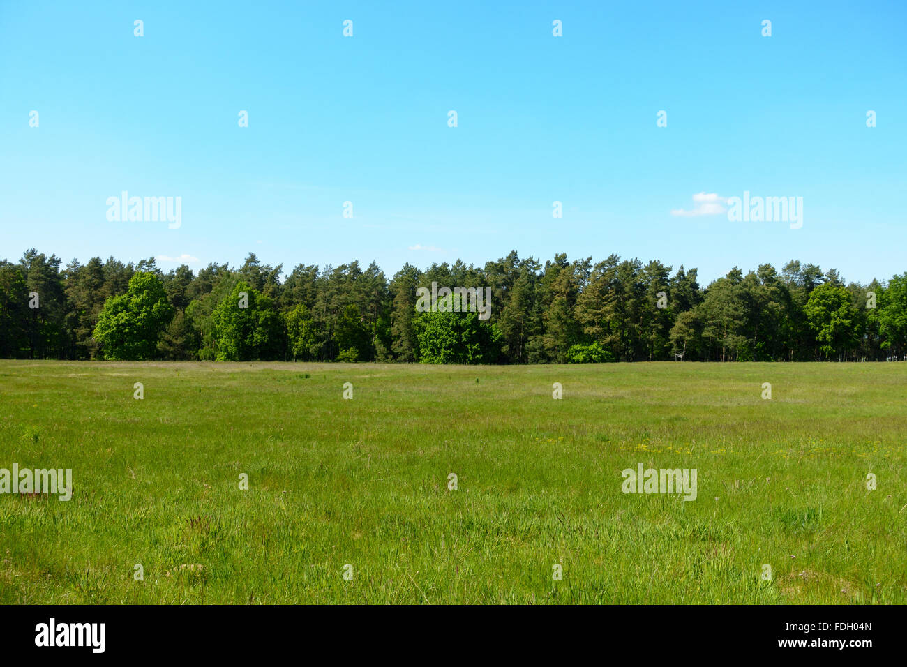 Treeline behind a summer field Stock Photo - Alamy