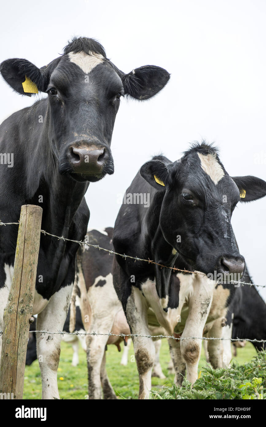 Dairy cows in a field looking over a fence Stock Photo - Alamy