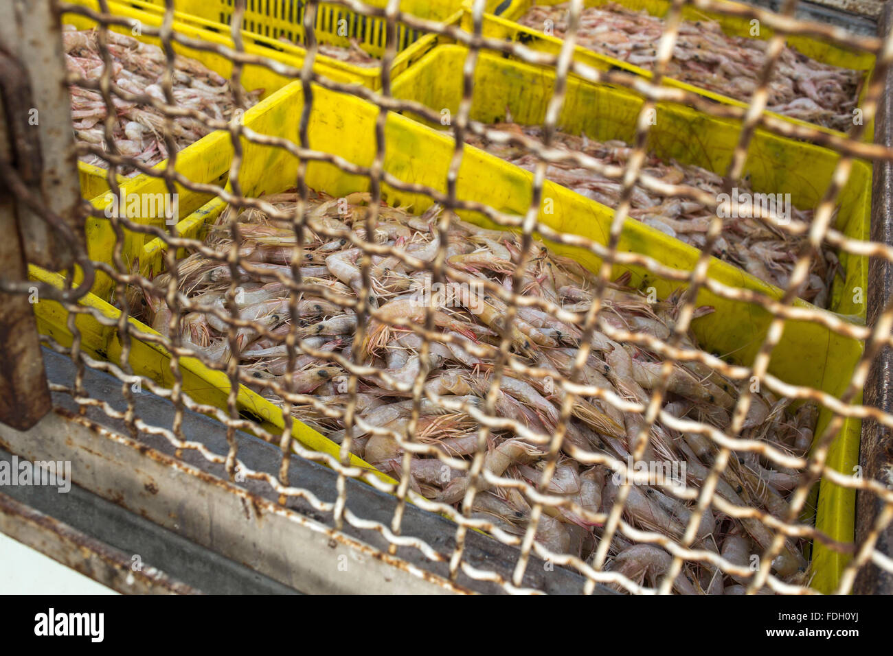 Bandar abbas persian gulf iran hi-res stock photography and images - Alamy