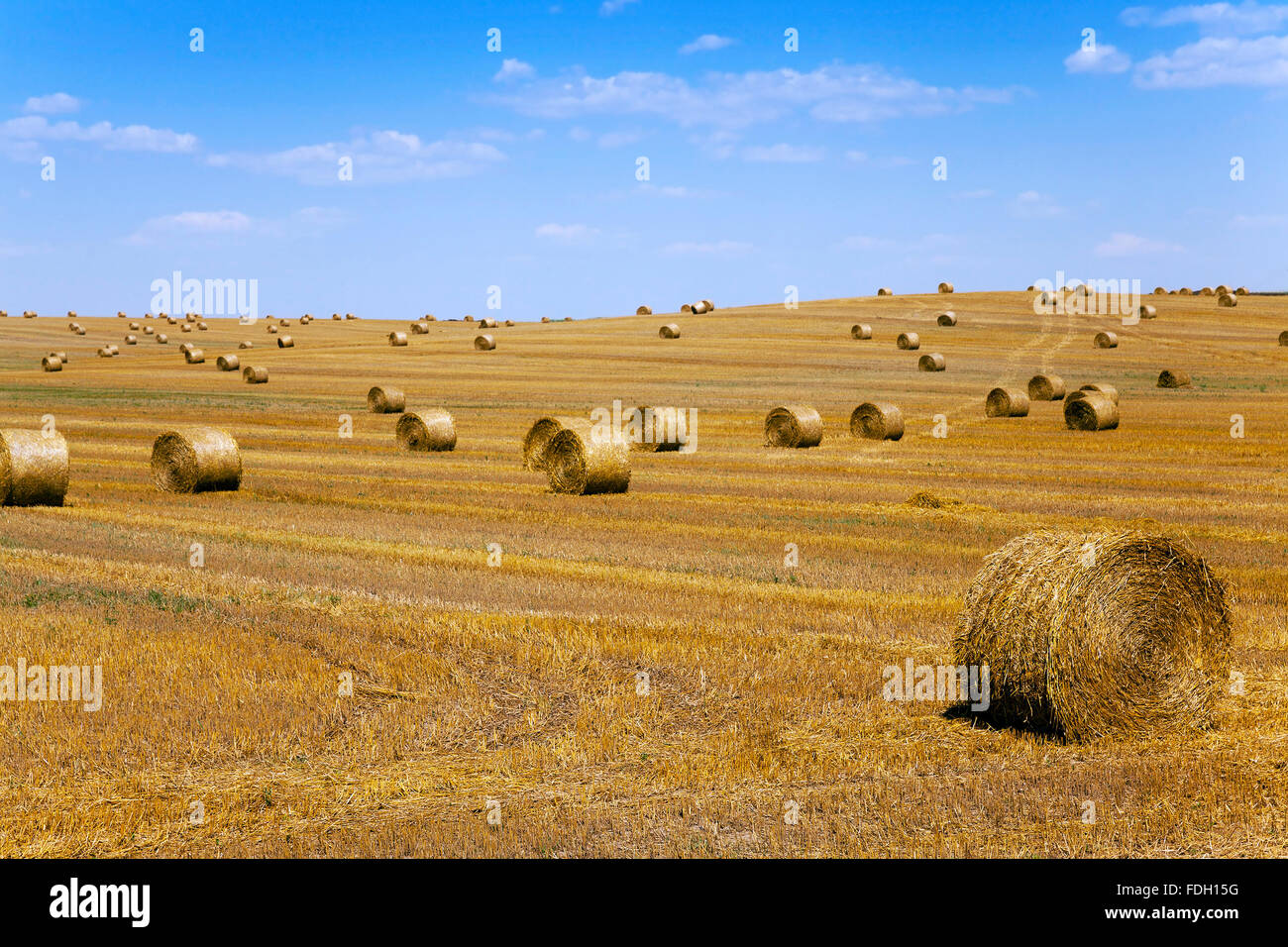 straw stack. harvesting Stock Photo - Alamy