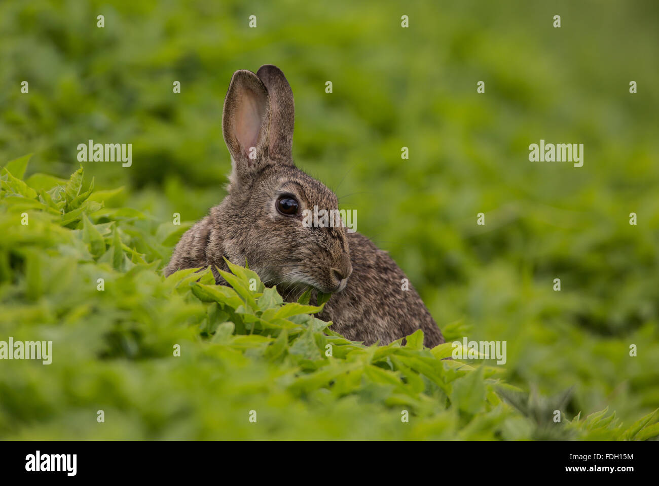 Rabbit in vegetation Stock Photo - Alamy
