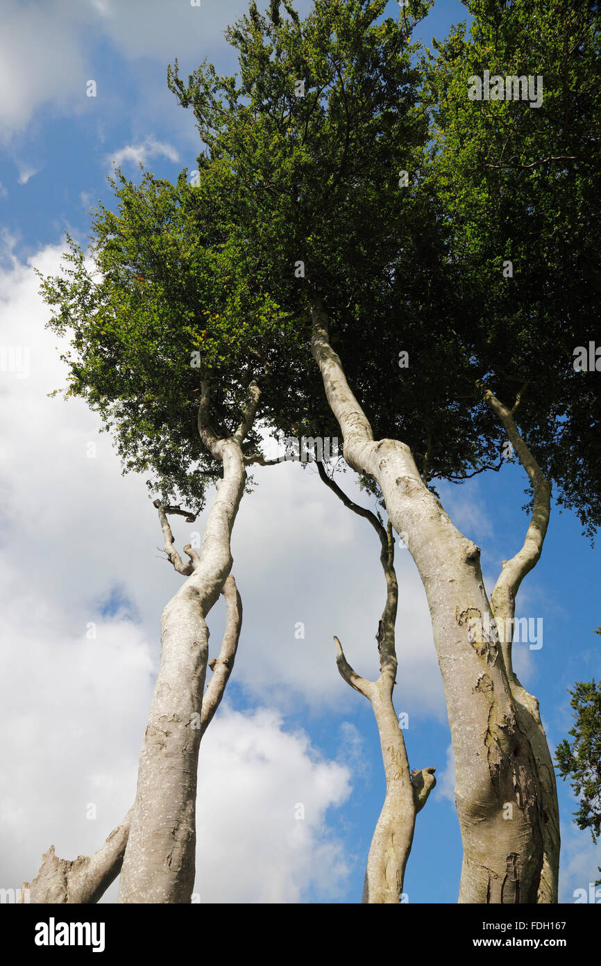 Old beeches hi-res stock photography and images - Alamy