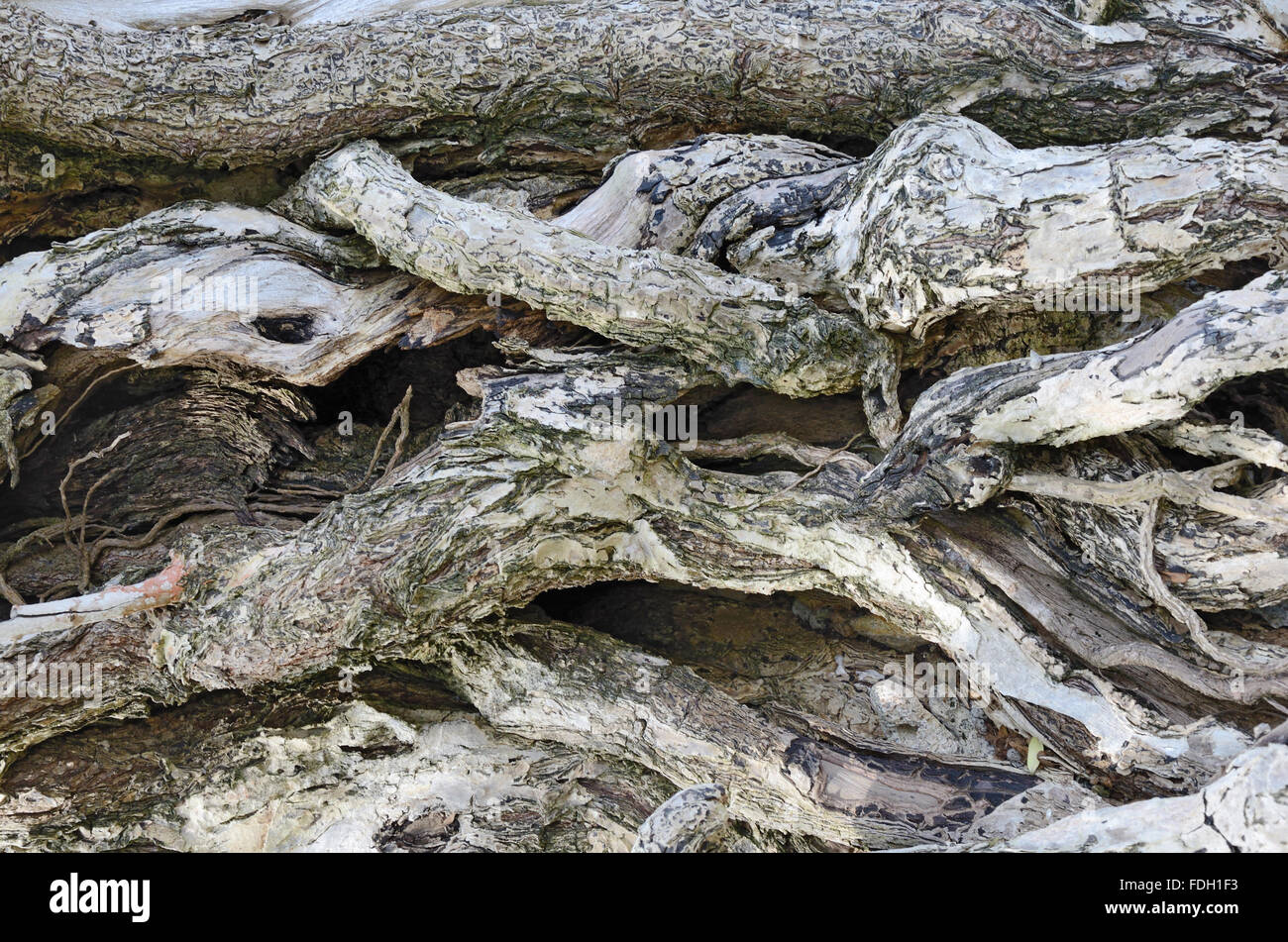 close up background of plant roots Stock Photo - Alamy