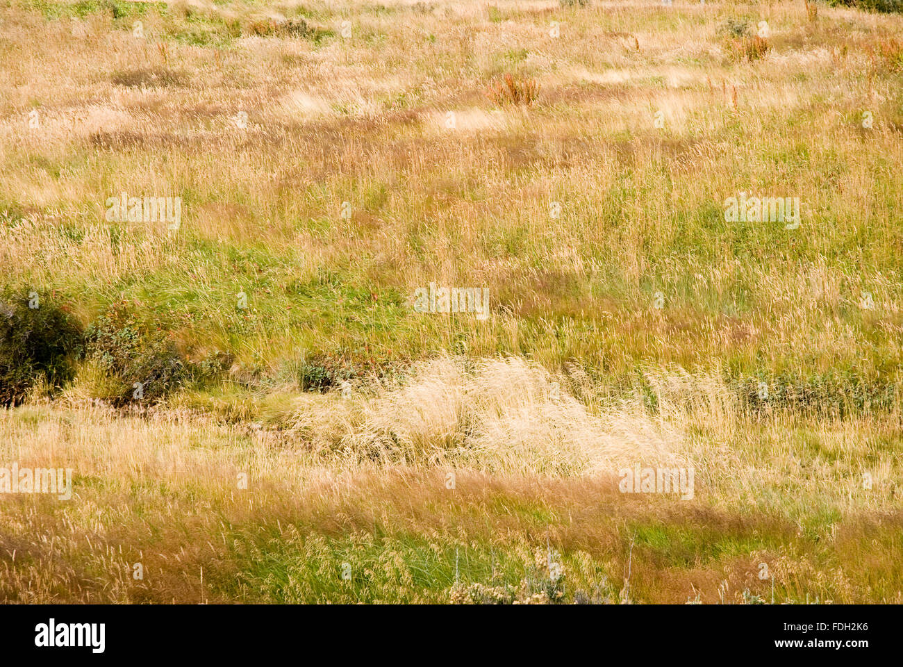 Tallgrass prairie in autumn. Natural background Stock Photo - Alamy