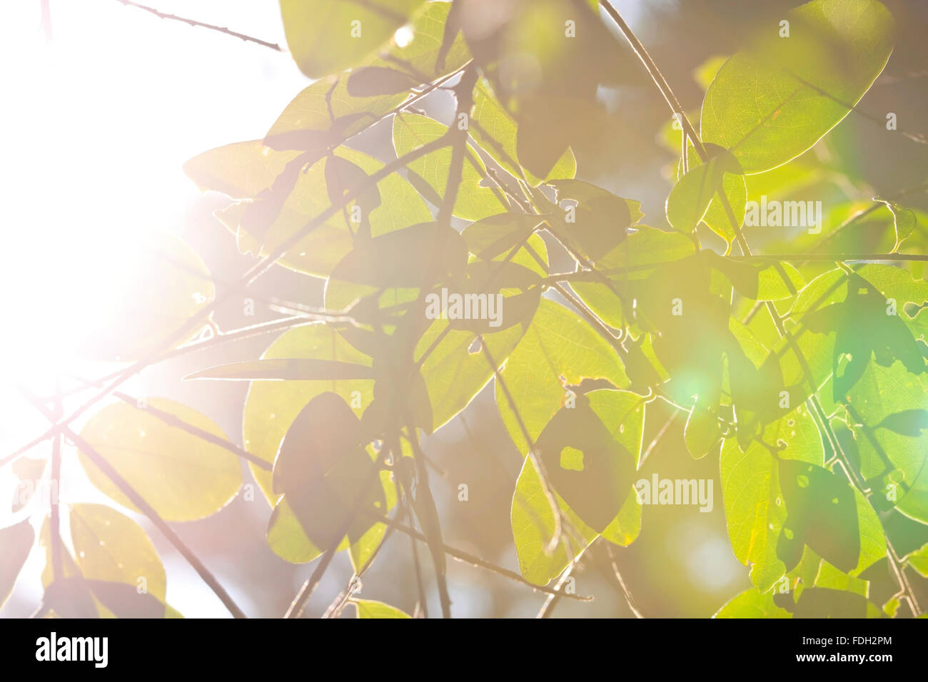 Green leaves background with sunlight Stock Photo - Alamy
