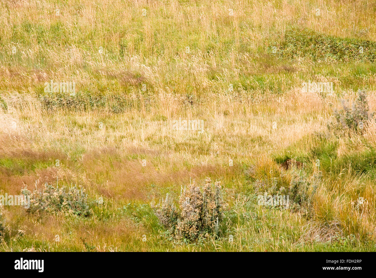 Tallgrass prairie in autumn. Natural background Stock Photo - Alamy