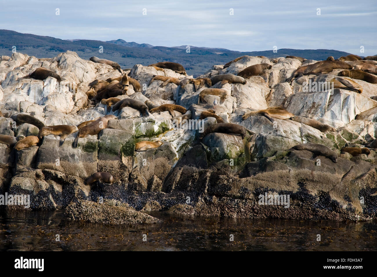 Sea lions on island in Beagle Channel, Ushuaia, Tierra del Fuego ...