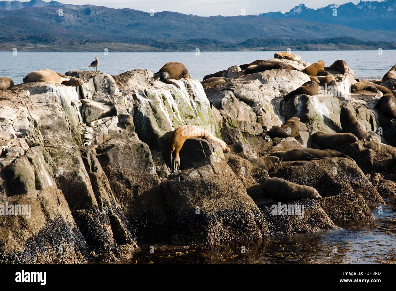 Sea lions on island in Beagle Channel, Ushuaia, Tierra del Fuego ...