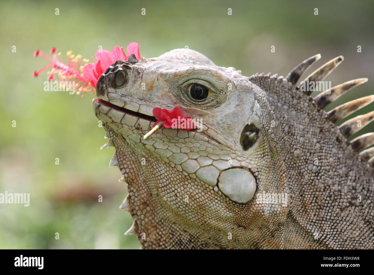 Reptile eating hibiscus hi-res stock photography and images - Alamy