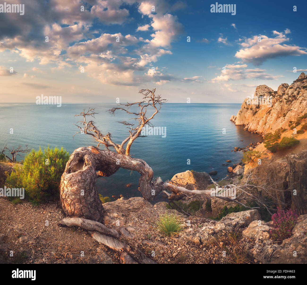 Old forest landscape hi-res stock photography and images - Alamy