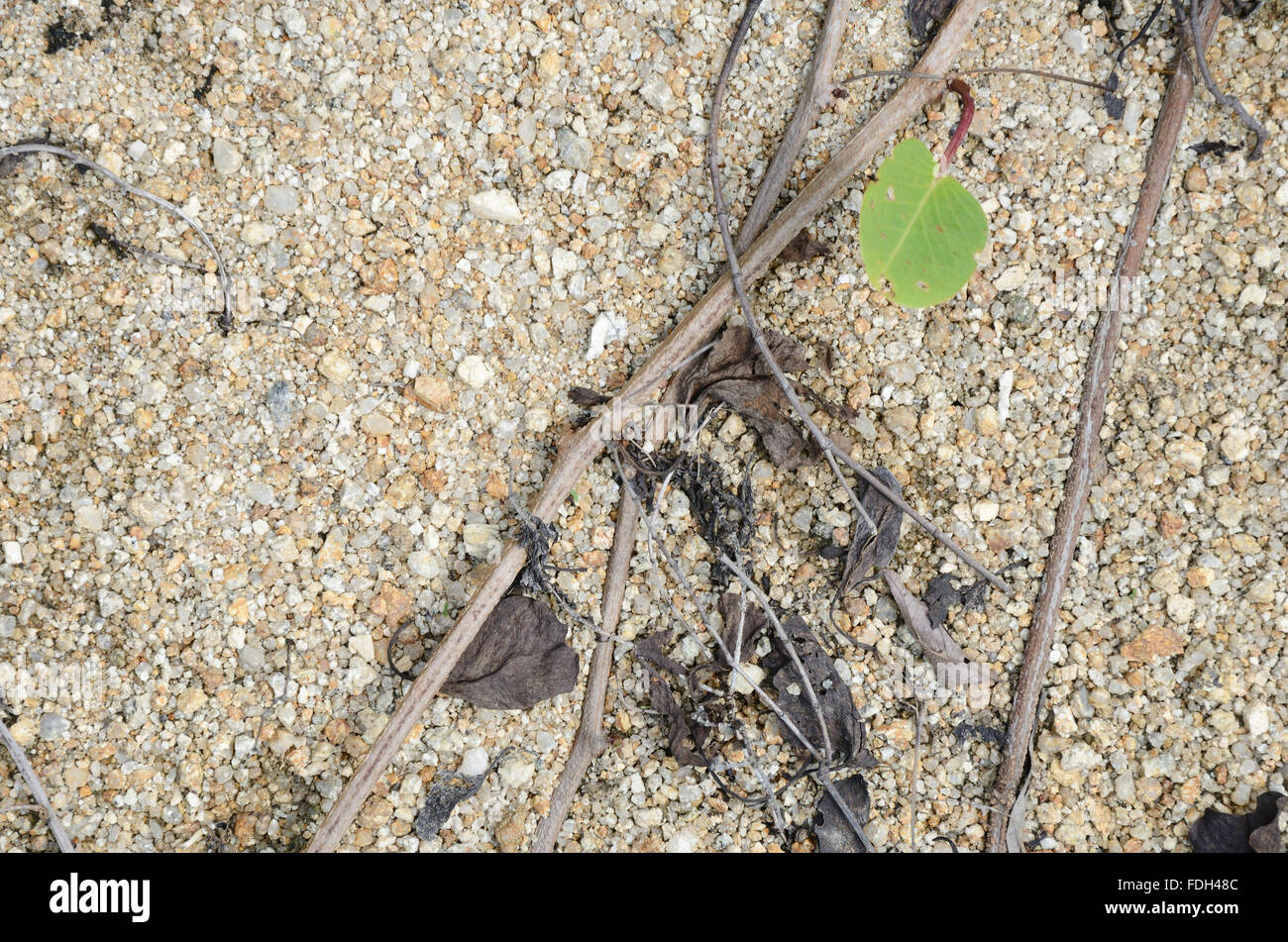 Rock crack plant roots hi-res stock photography and images - Alamy