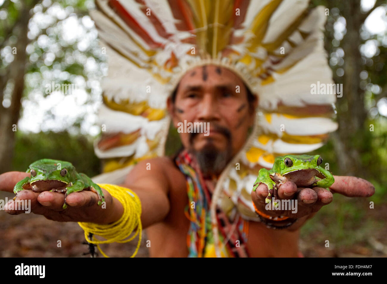 Shaman with frogs to elaborate Kambo medicine. Amazon. Alto jurua. Croa ...