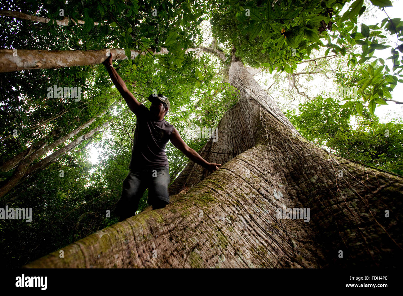Samauma tree, Croa, Brazil, Amazonas Stock Photo - Alamy