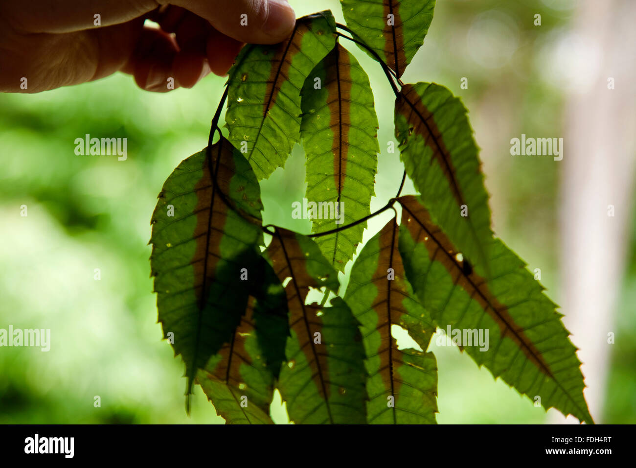 Sanango hi-res stock photography and images - Alamy