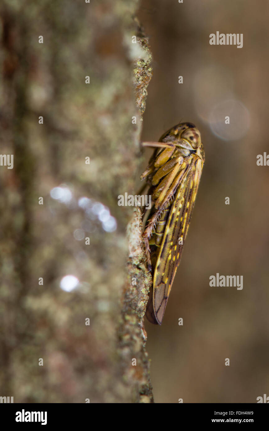 Idiocerus herrichi leafhopper. A large and rather striking bug in the ...