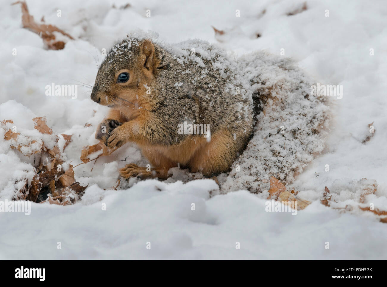 Fox nut hi-res stock photography and images - Alamy