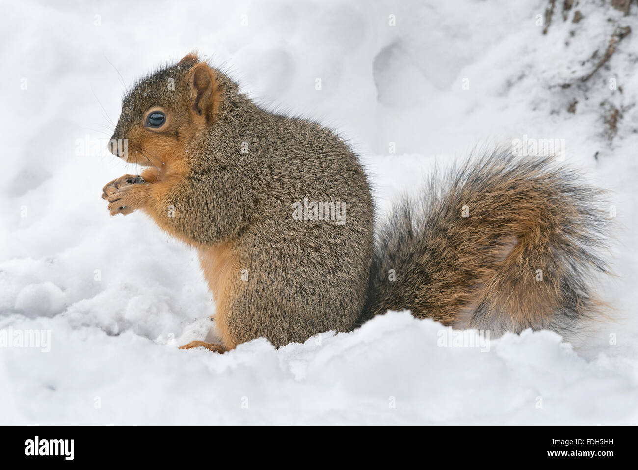 Eastern Fox Squirrel Sciurus niger recovering and eating stored nuts ...
