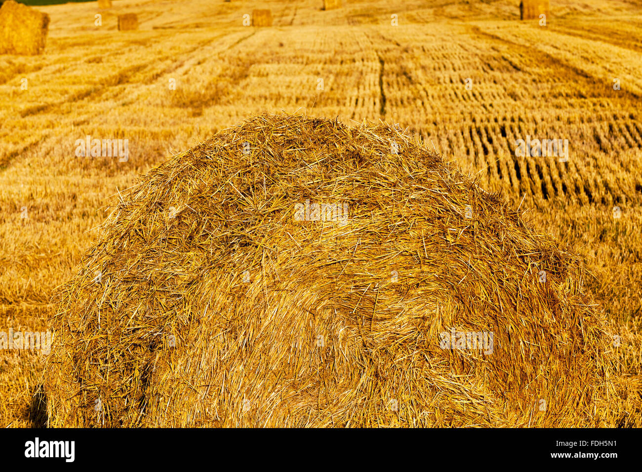after wheat harvesting Stock Photo - Alamy
