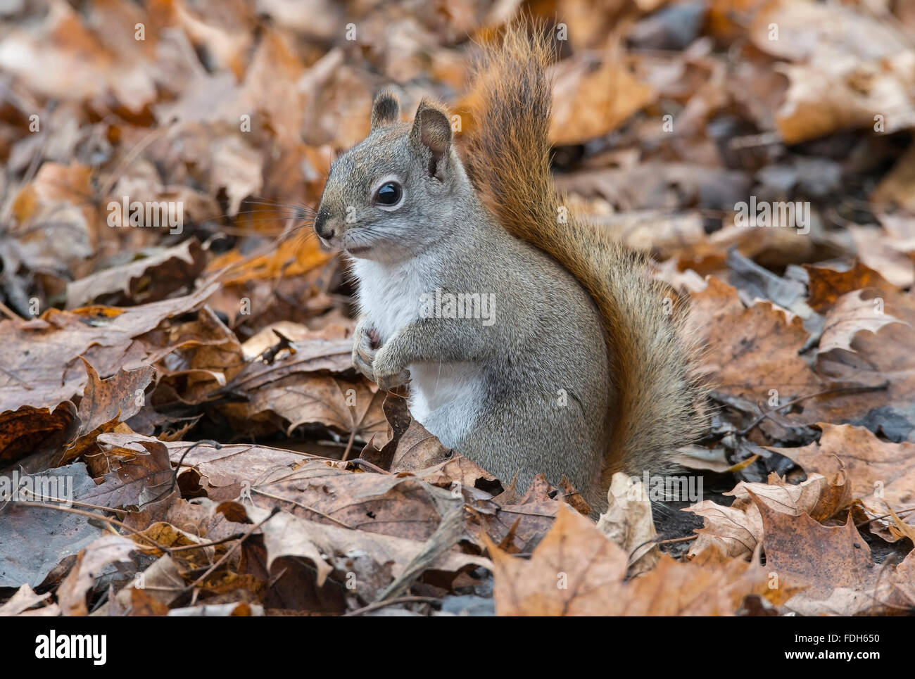 Food chain wildlife Cut Out Stock Images & Pictures - Alamy